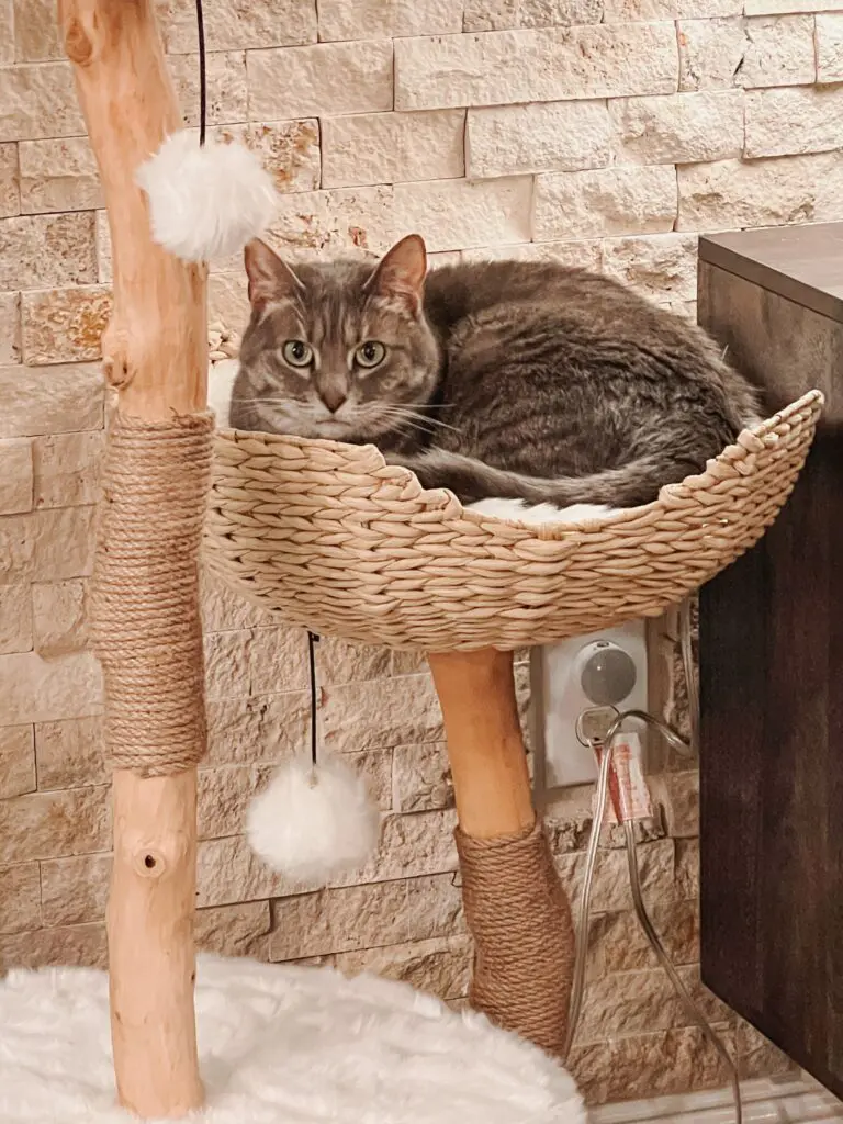 Mau Pets Cat Tree Review - Modern Cat Tree & Pet Furniture
