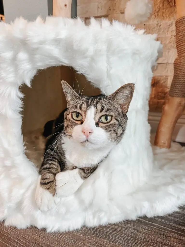 Mau Pets Cat Tree Review - Modern Cat Tree & Pet Furniture
