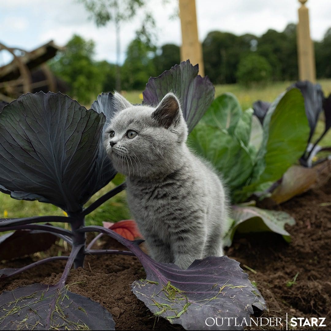 Outlander's Newest Star, Adso - Pet Cat Stars in Outlander