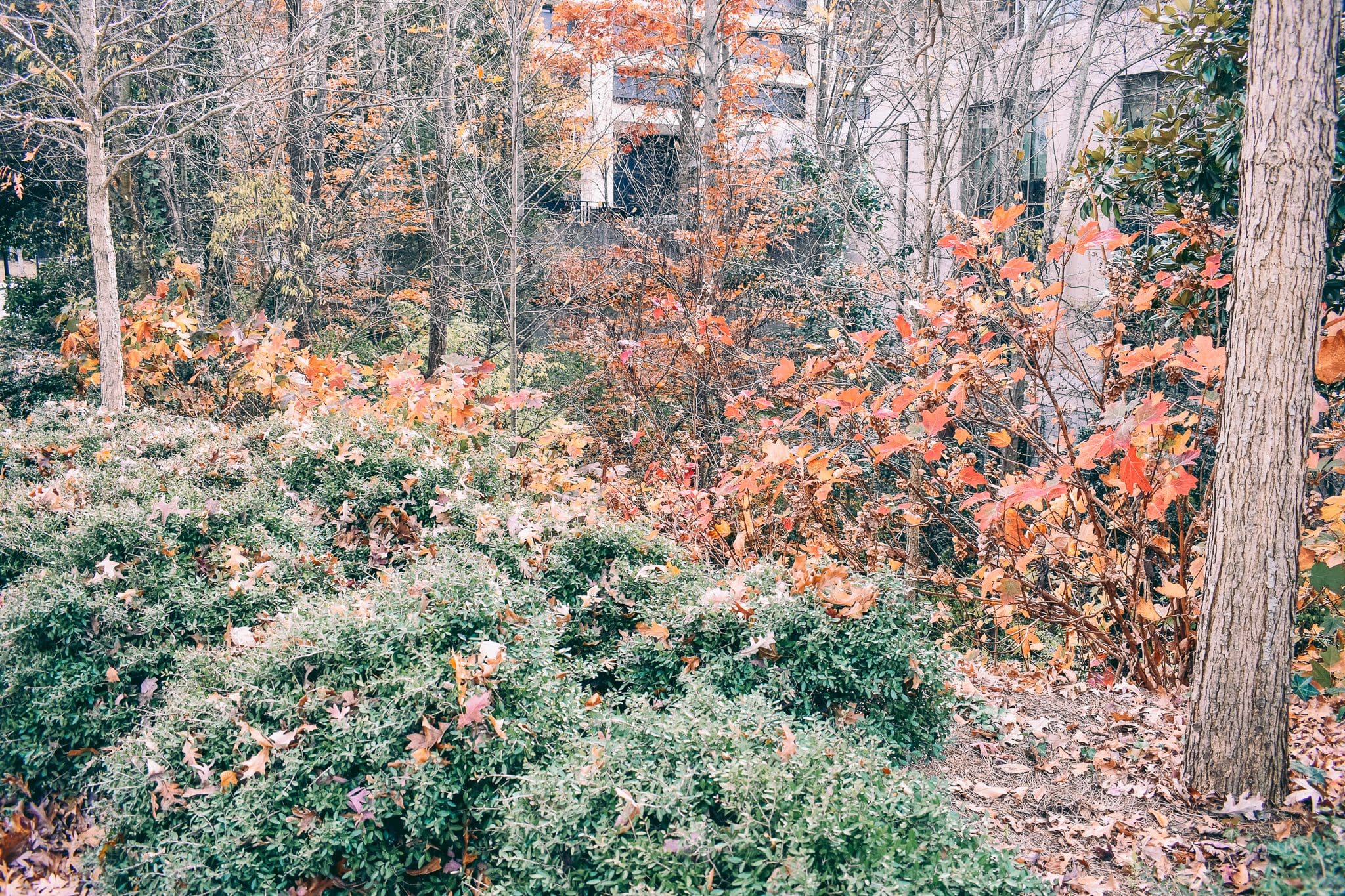 Exploring Emory University - Cats & Coffee - Travel