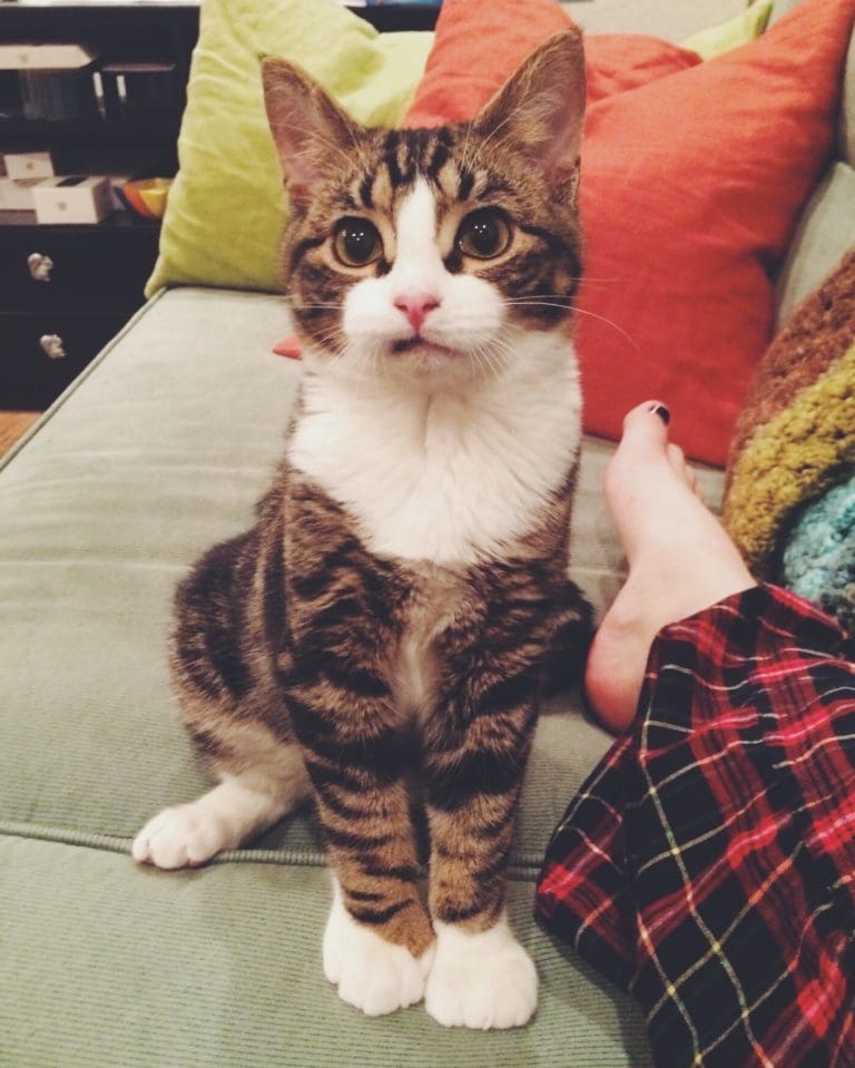 Cat Mom Life: Louis’ 6th Adoptaversary - Cats & Coffee - Cat Mom Life