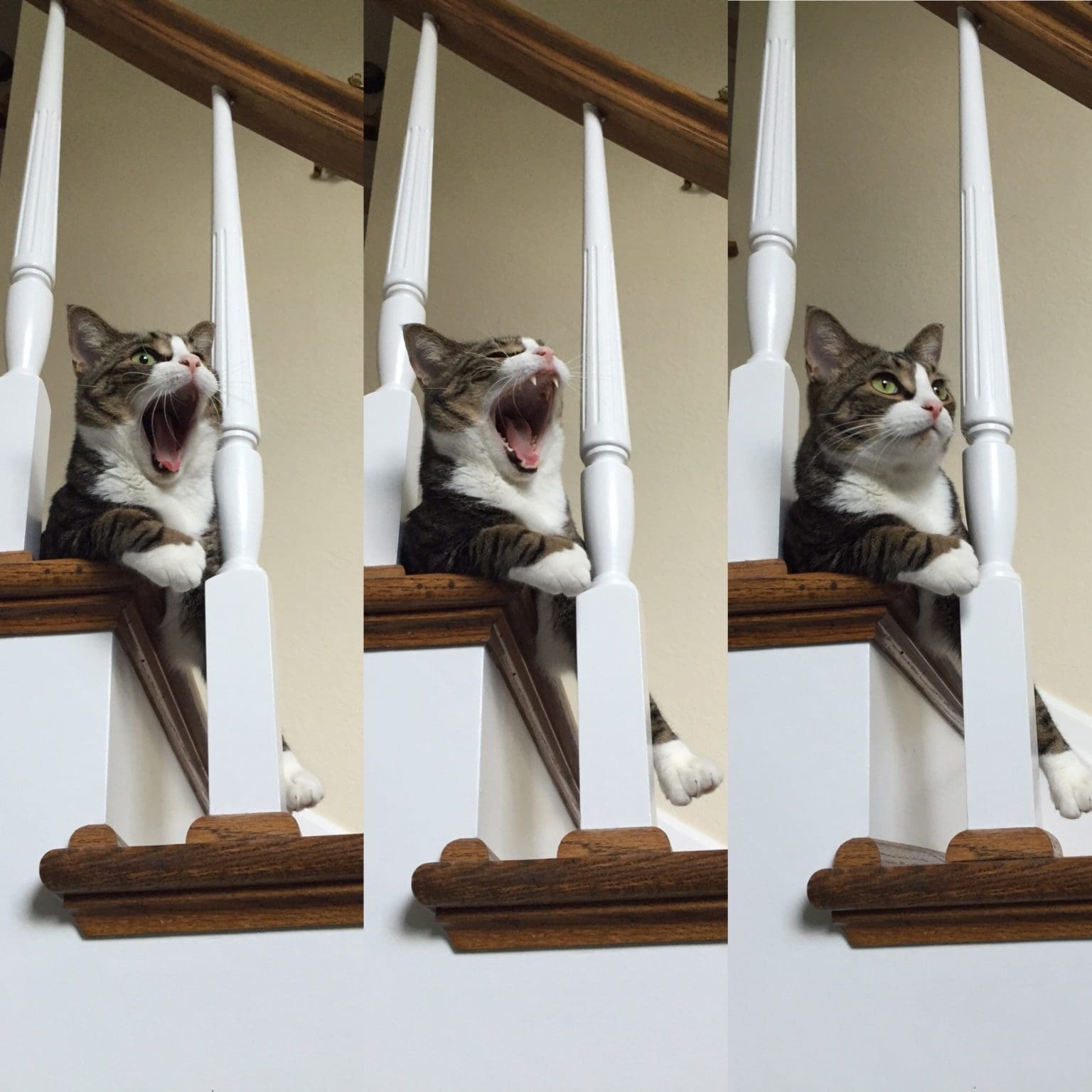 ProDen PlaqueOff Powder Review - Cat Mom Life Pet Health