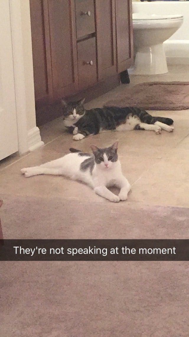 Cat Mom Life: Louis’ 6th Adoptaversary - Cats & Coffee - Cat Mom Life