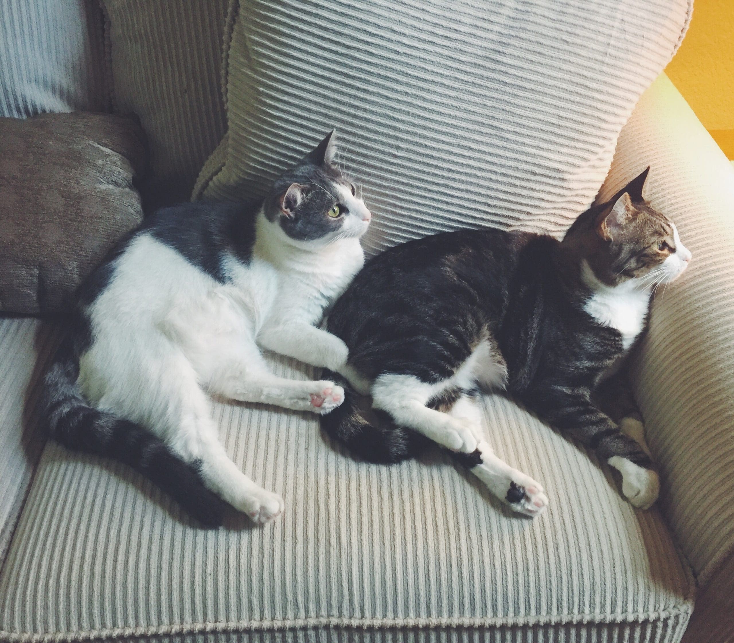 Cat Mom Life: Louis’ 6th Adoptaversary - Cats & Coffee - Cat Mom Life