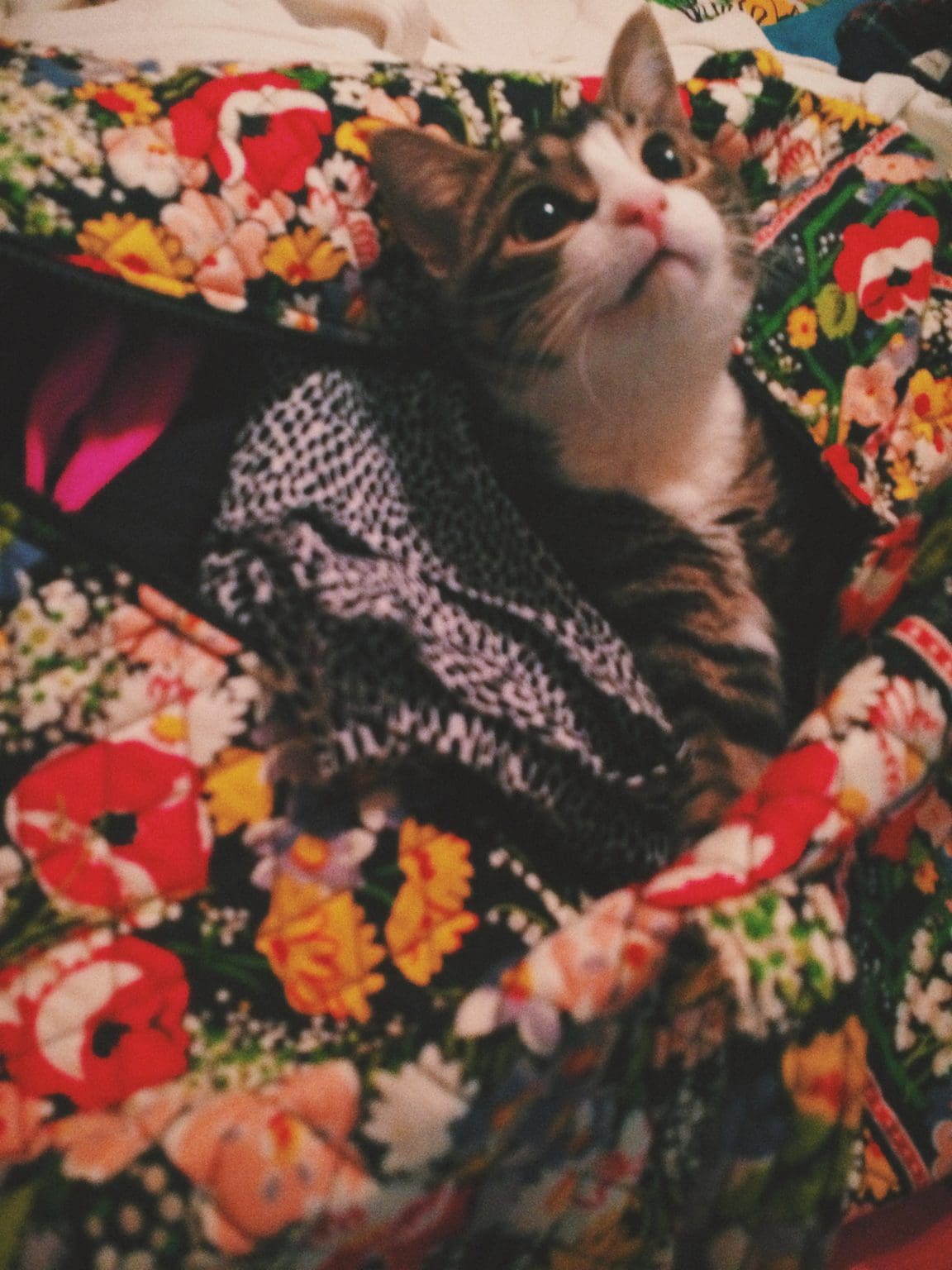 Cat Mom Life: Louis’ 6th Adoptaversary - Cats & Coffee - Cat Mom Life