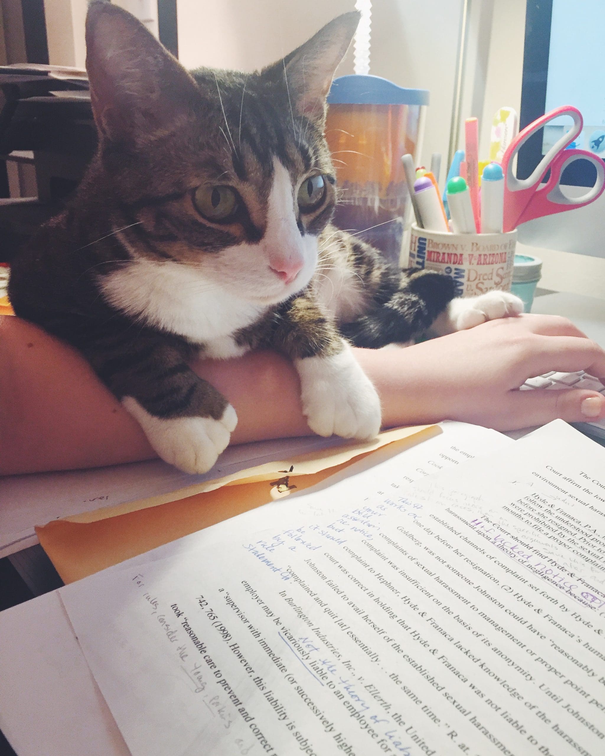 Cat Mom Life: Louis’ 6th Adoptaversary - Cats & Coffee - Cat Mom Life
