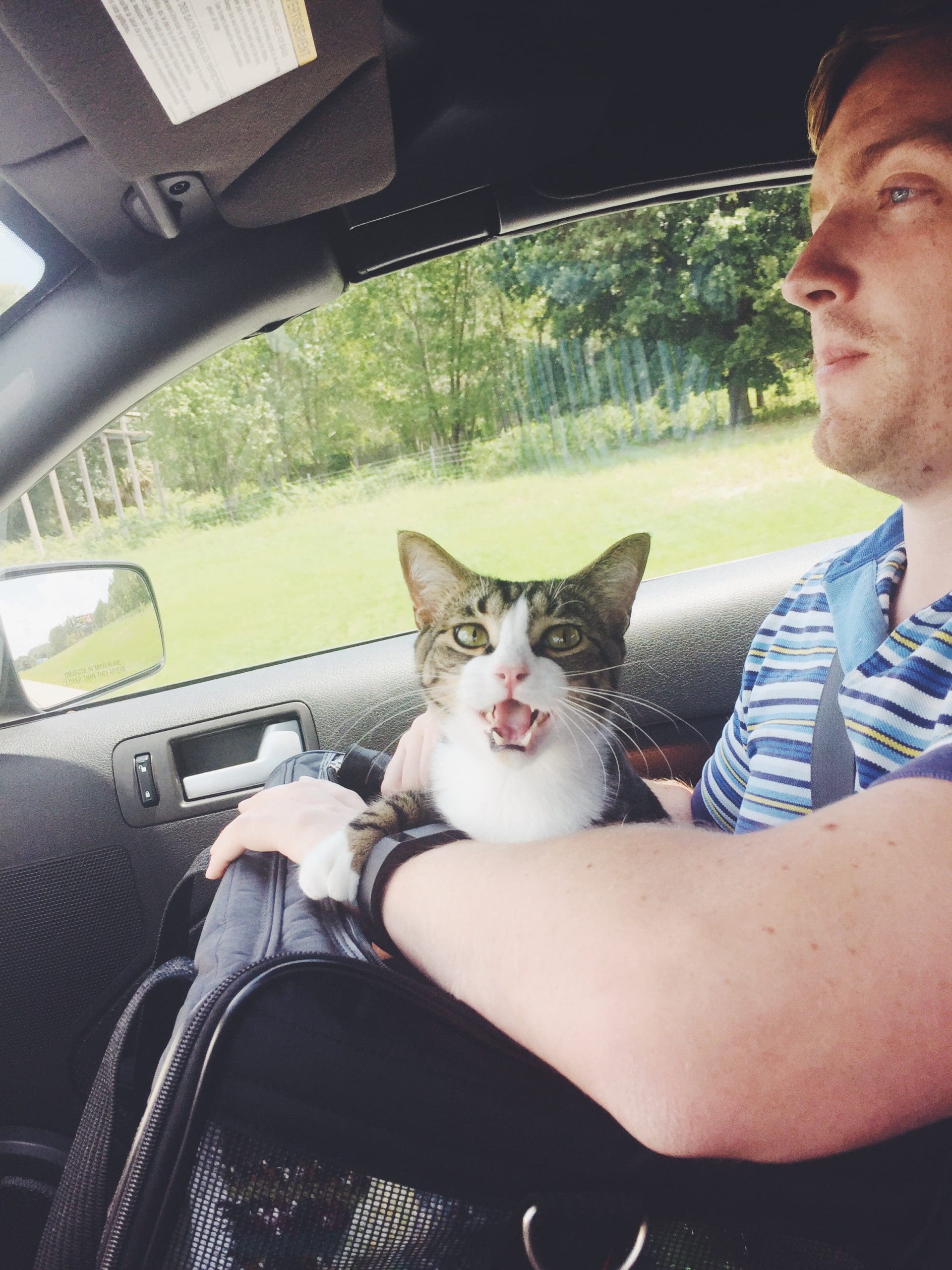Cat Mom Life: Louis’ 6th Adoptaversary - Cats & Coffee - Cat Mom Life