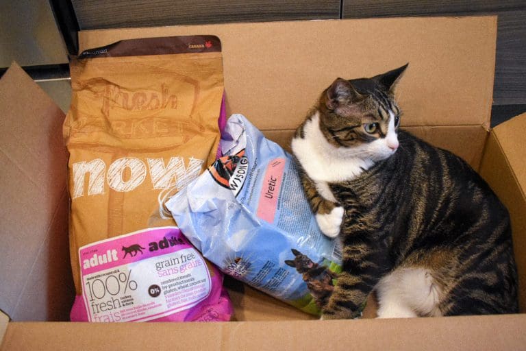 How to Use the Chewy Autoship Program - Cats & Coffee - Cat Mom Life
