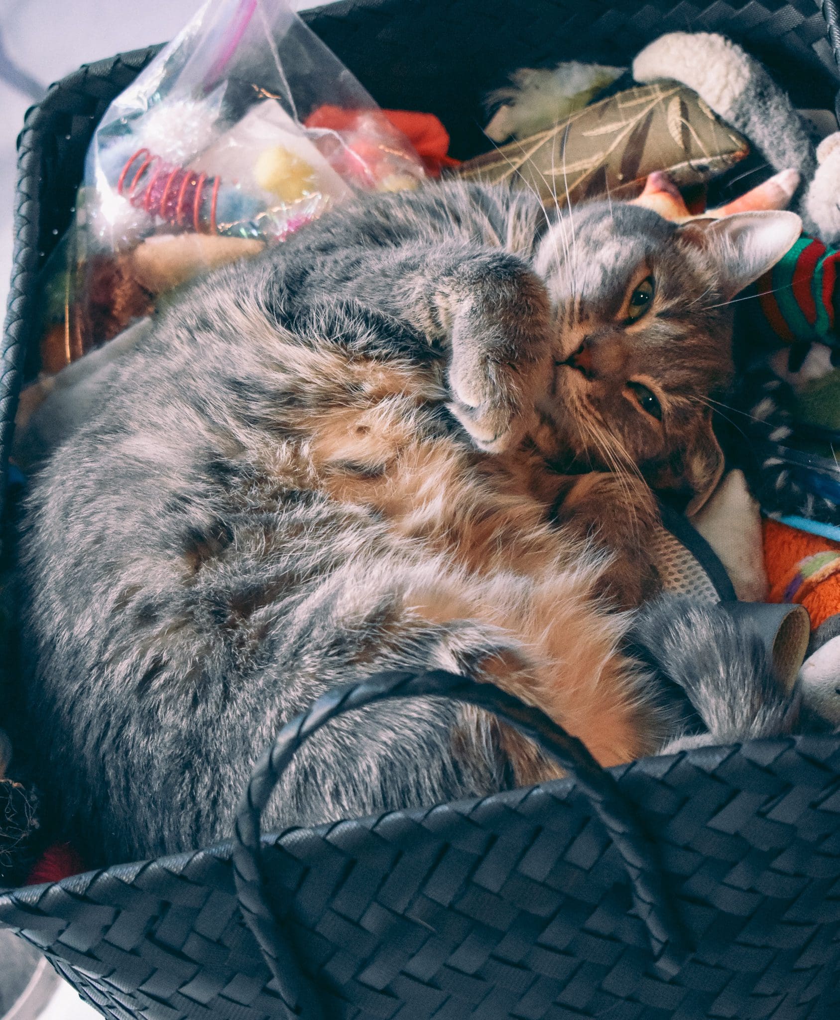 The Best Catnip Toys - Top Catnip Cat Toys for Indoor Cats
