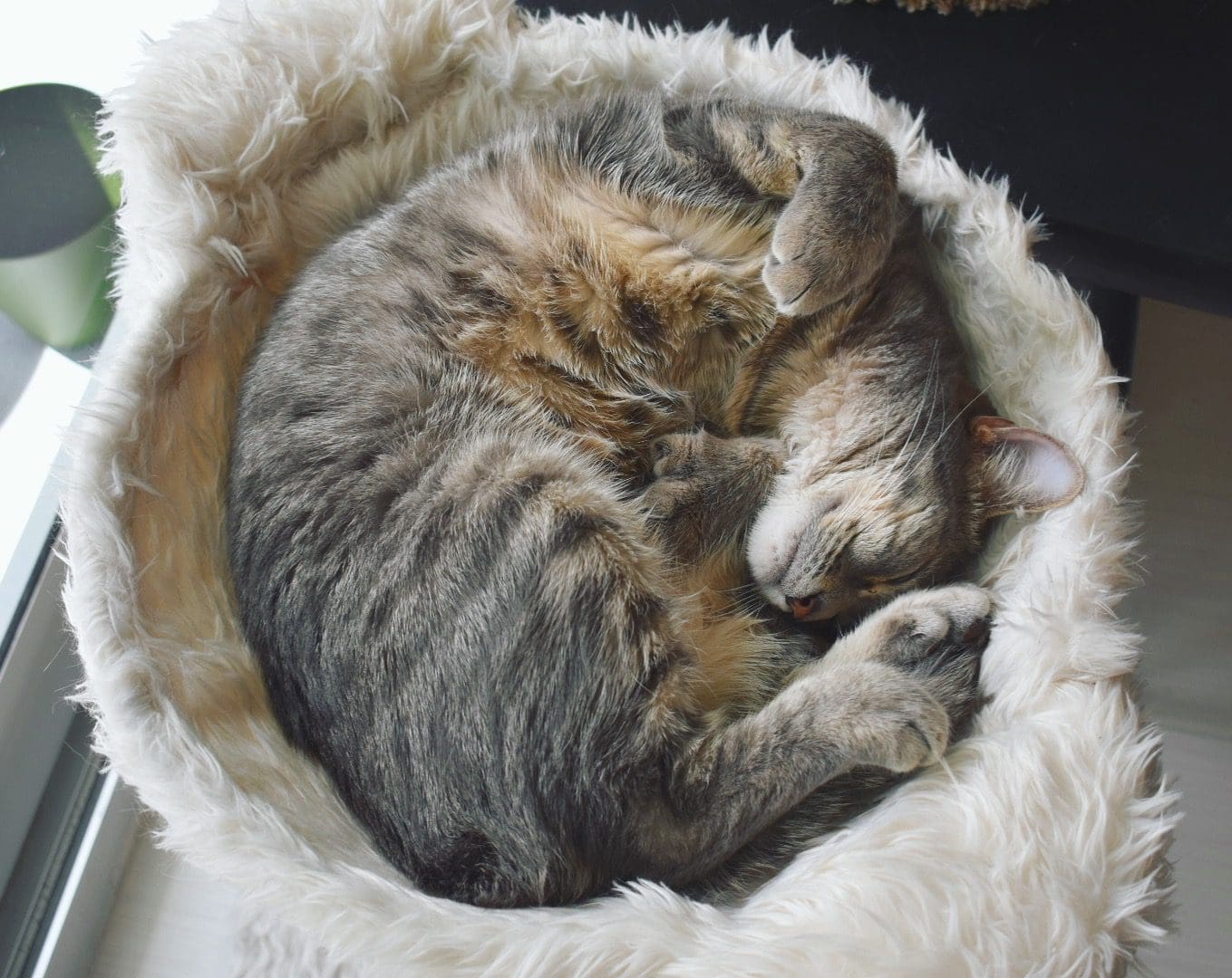 Explore with King Louis of Cats & Coffee - Cats & Coffee - Cat Mom Life