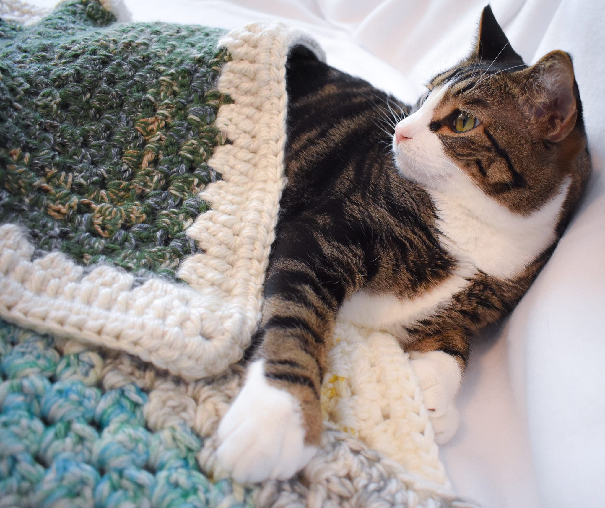 Explore with King Louis of Cats & Coffee - Cats & Coffee - Cat Mom Life