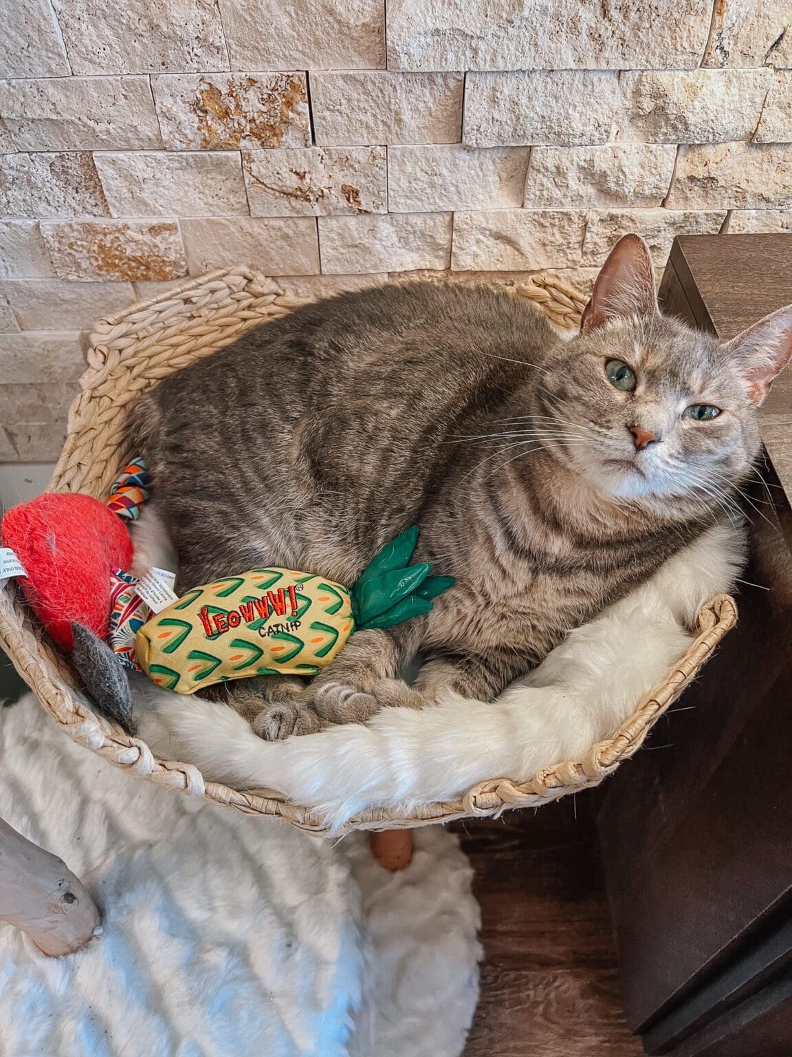 Mau Pets Cat Tree Review - Modern Cat Tree & Pet Furniture