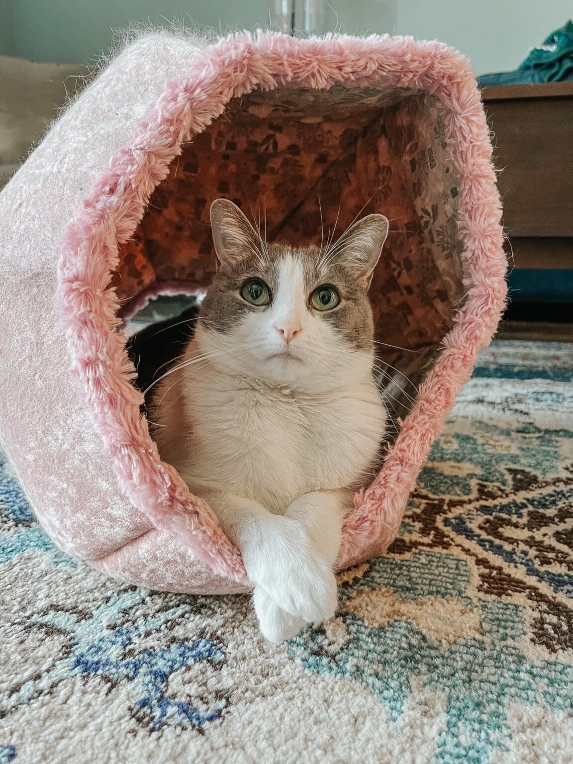 Cat Care Guide: Tips for New Cat Owners & Basic Cat Care 101