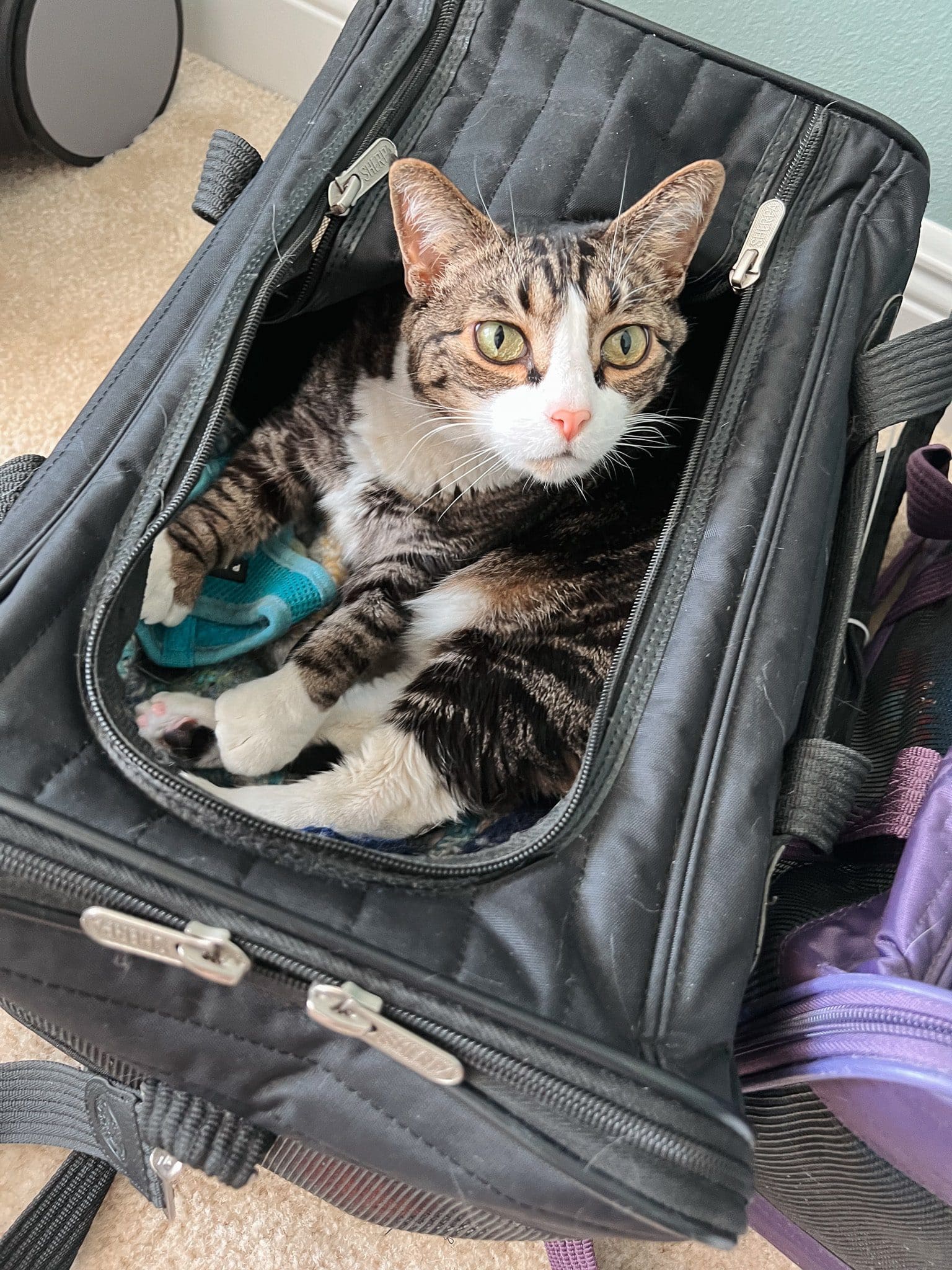 Cat Care Guide: Tips for New Cat Owners & Basic Cat Care 101