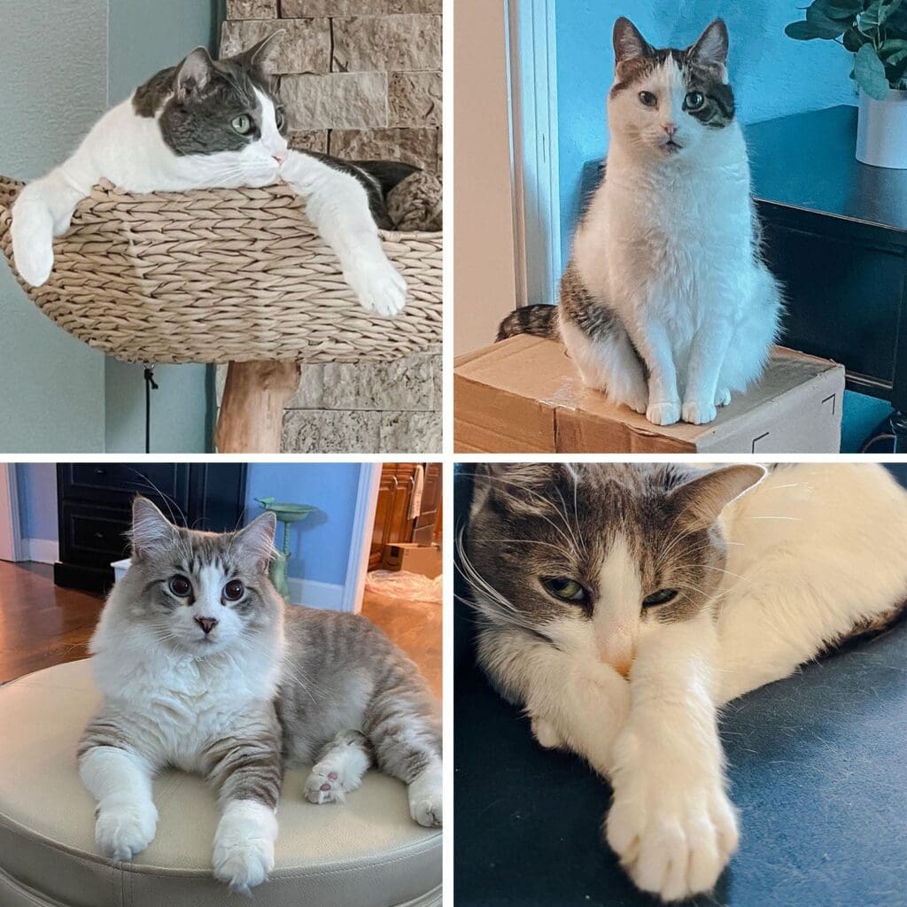 Polydactyl Cats FAQ: Fun Facts About Cats with Thumbs