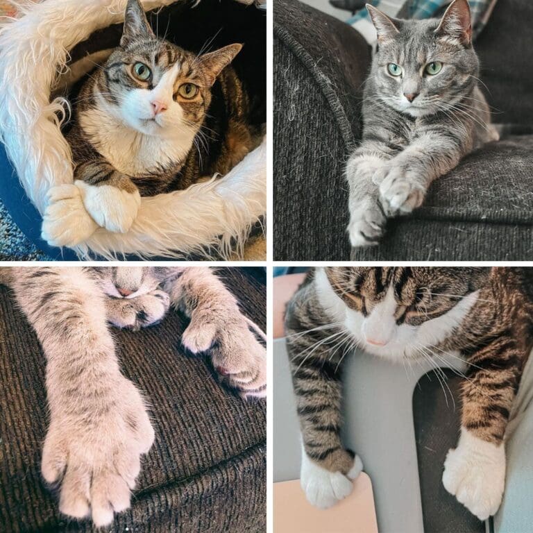 Polydactyl Cats FAQ: Fun Facts About Cats with Thumbs