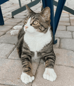 Polydactyl Cats: Fun Facts About Cats with Extra Toes