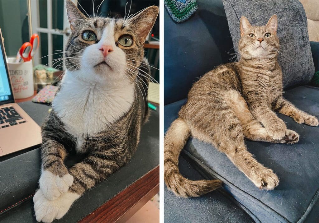 Polydactyl Cats FAQ: Fun Facts About Cats with Thumbs