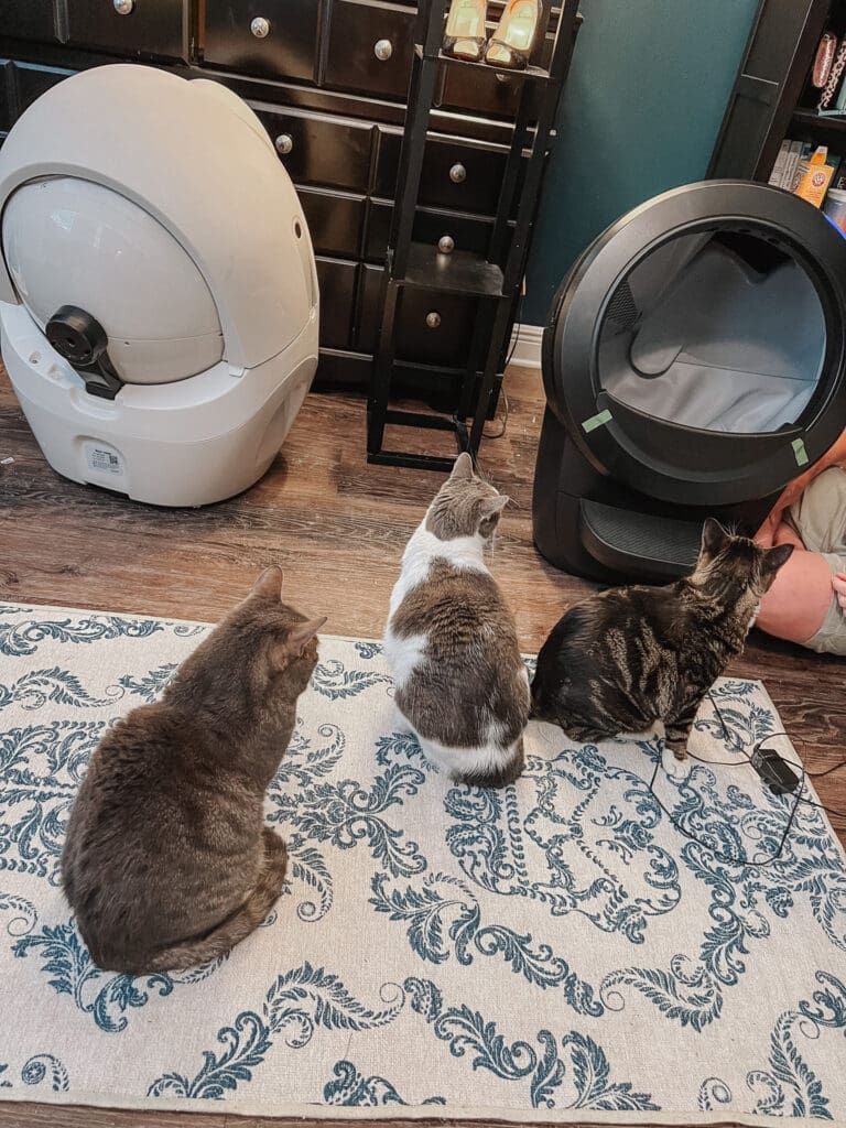 The Litter-Robot 4: The Best Automatic Cat Litter Box Review
