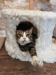 Mau Pets Cat Tree Review - Modern Cat Tree & Pet Furniture