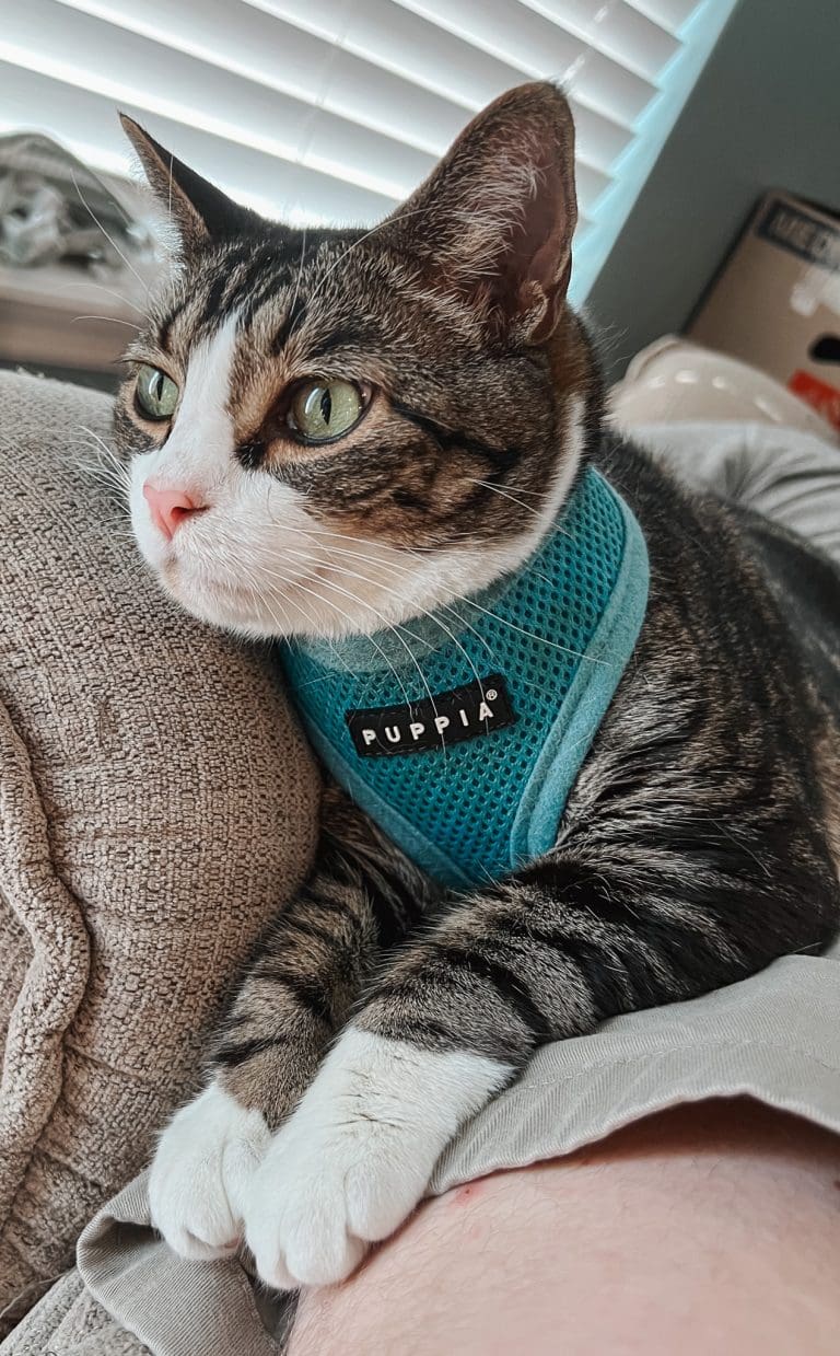 The Best Cat Harness - Must- Travel Essentials for Cats