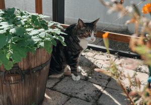 Why Do Cats Like Catnip? - FAQ About Cats and Catnip