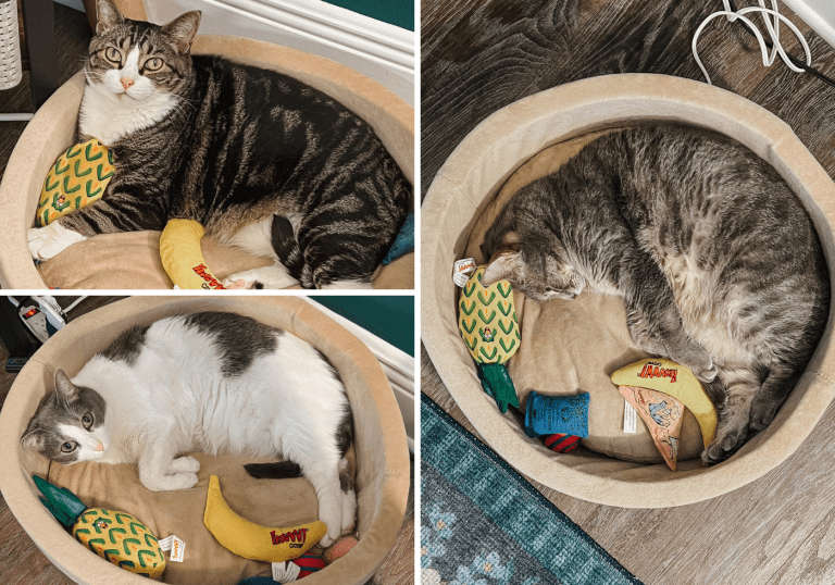 Why Do Cats Like Catnip? - FAQ About Cats and Catnip