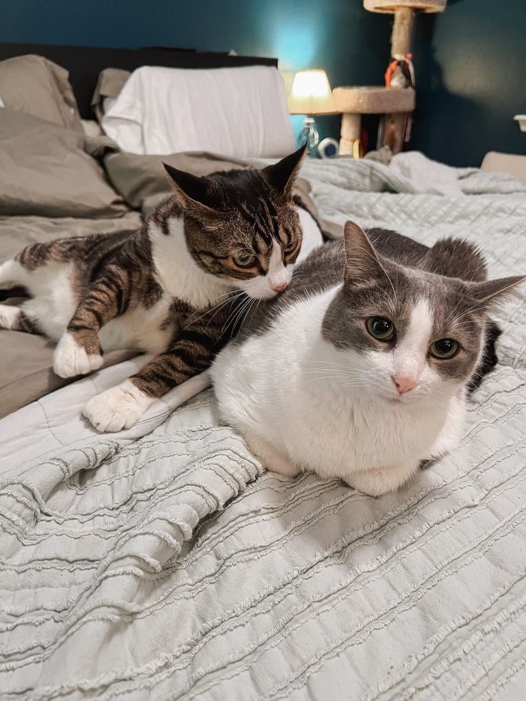 Why Do Cats Purr?: Cat Purring FAQ - Cat Mom Life