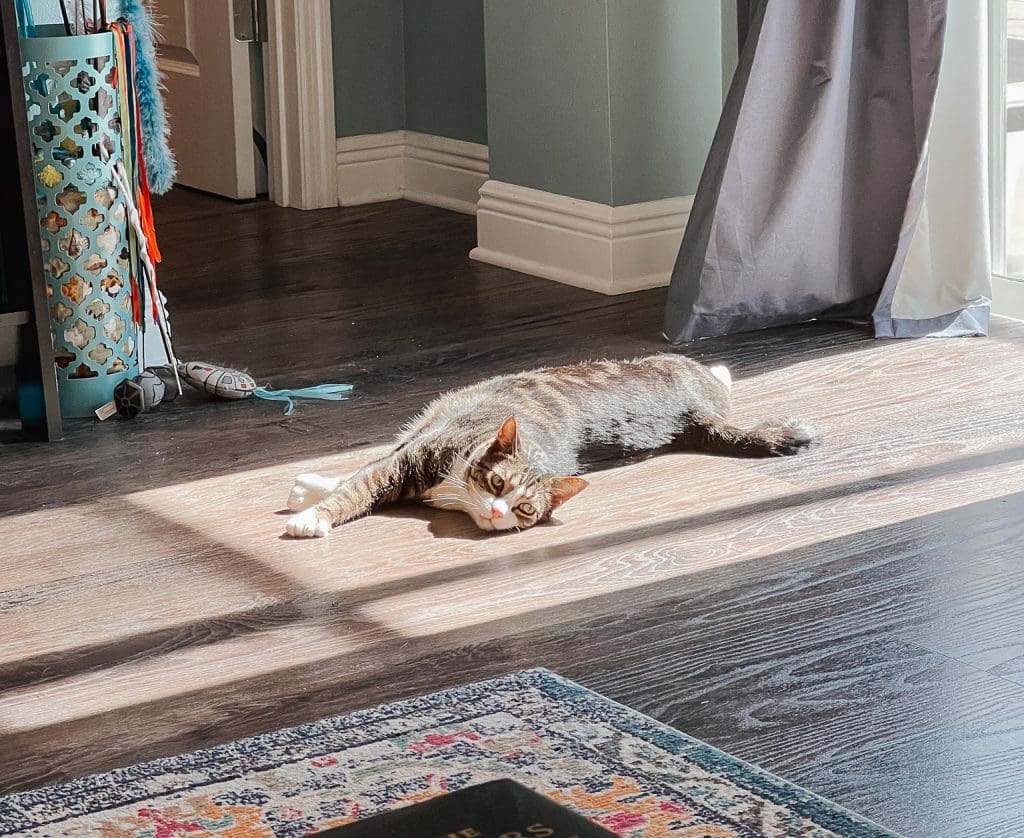 Why Do Cats Purr?: Cat Purring FAQ - Cat Mom Life