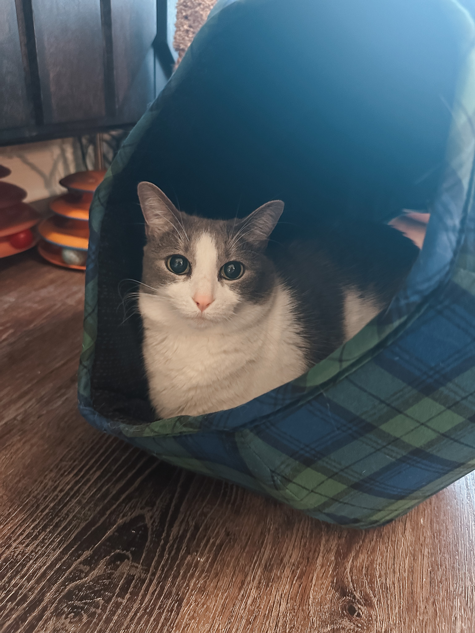 Why Do Cats Purr?: Cat Purring FAQ - Cat Mom Life