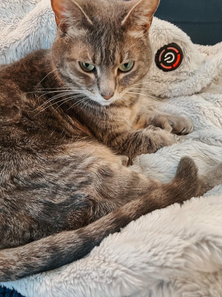 Why Do Cats Purr?: Cat Purring FAQ - Cat Mom Life