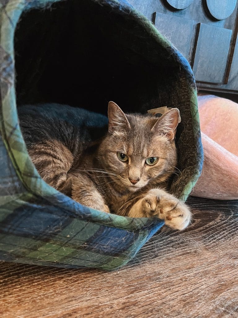 Polydactyl Cats: Fun Facts About Cats with Extra Toes