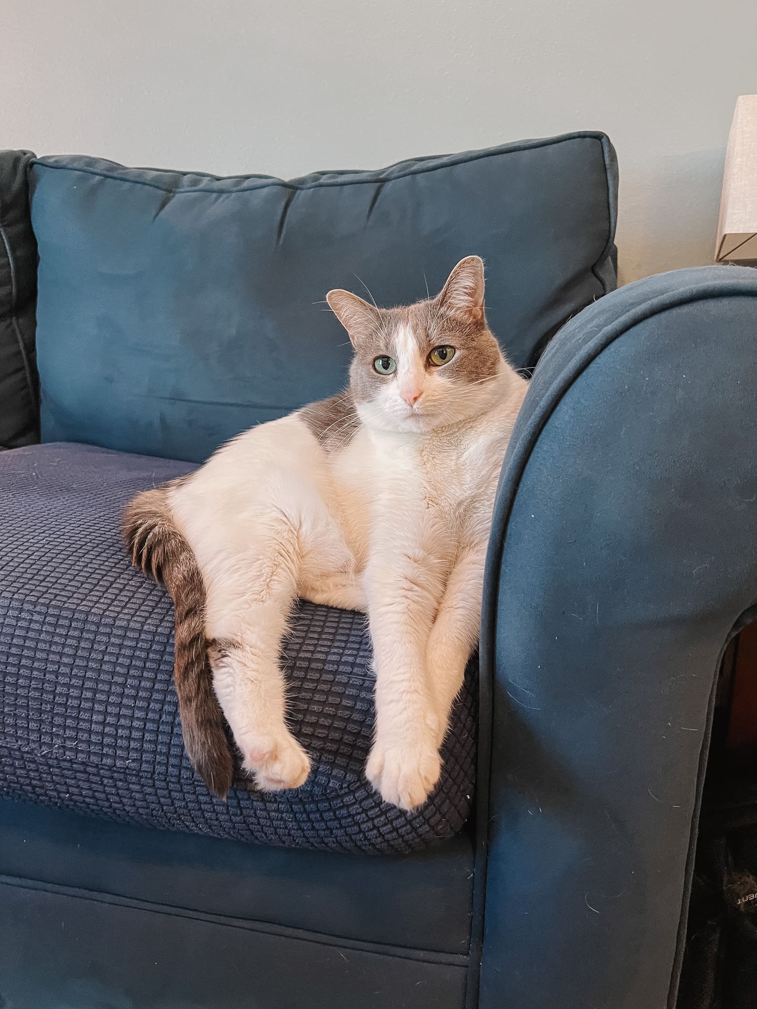 How to Create a Cat-Friendly Home & Cozy Cat Haven