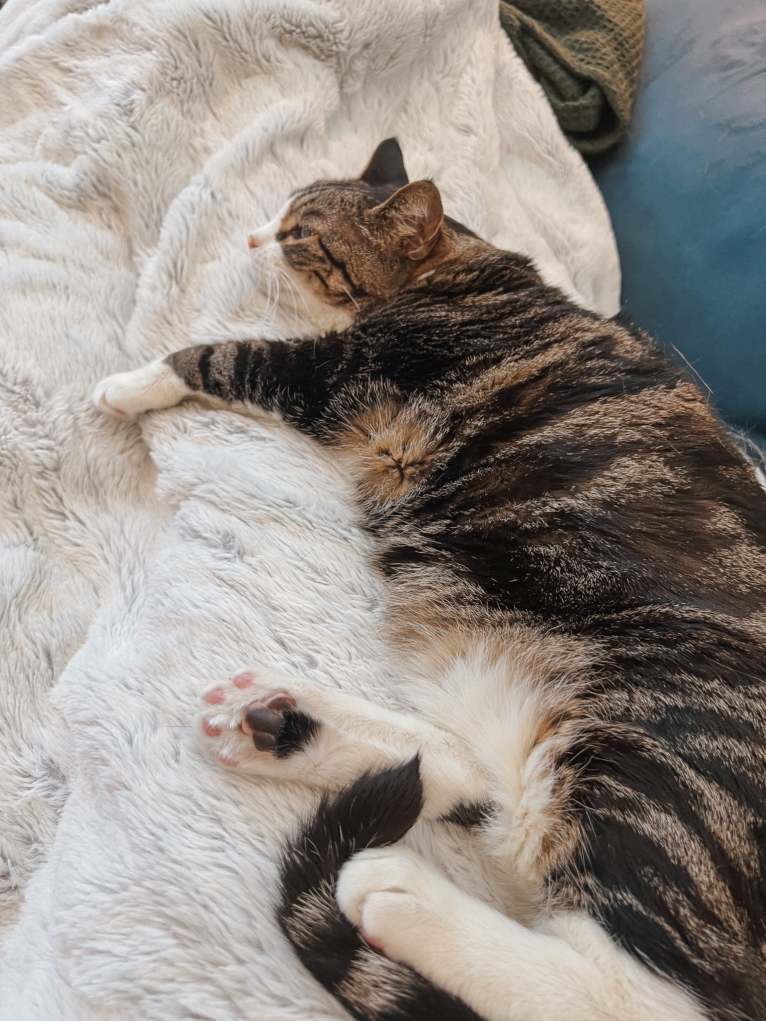 Why Do Cats Cuddle? Understanding Affectionate Cat Behavior