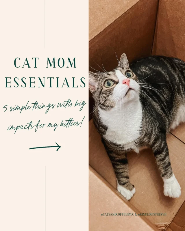 Cat Care Guide: Tips for New Cat Owners & Basic Cat Care 101