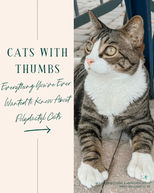 Cat Care Guide: Tips for New Cat Owners & Basic Cat Care 101